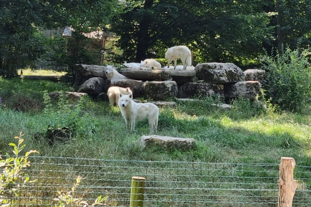 Le Parc animalier de Sainte-Croix : 5 raisons de le visiter en famille